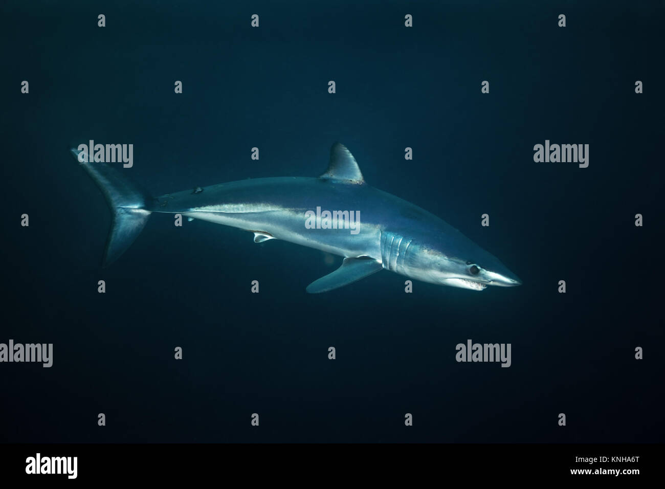 Squalo mako atlantico immagini e fotografie stock ad alta risoluzione ...