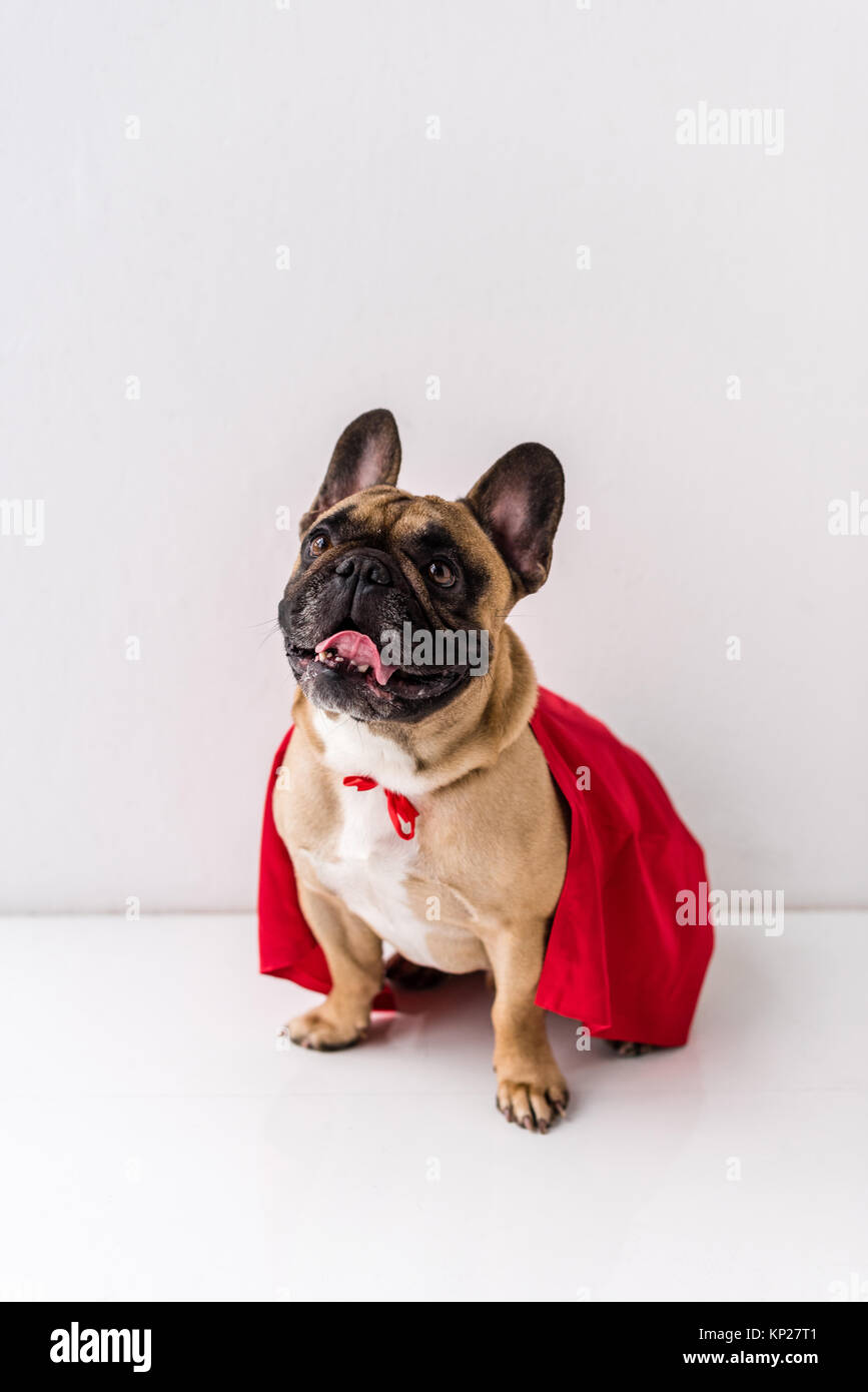 Cane da supereroe immagini e fotografie stock ad alta risoluzione - Alamy