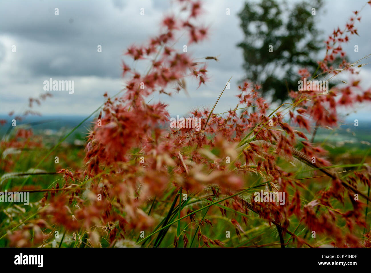 Polline del vento immagini e fotografie stock ad alta risoluzione - Alamy