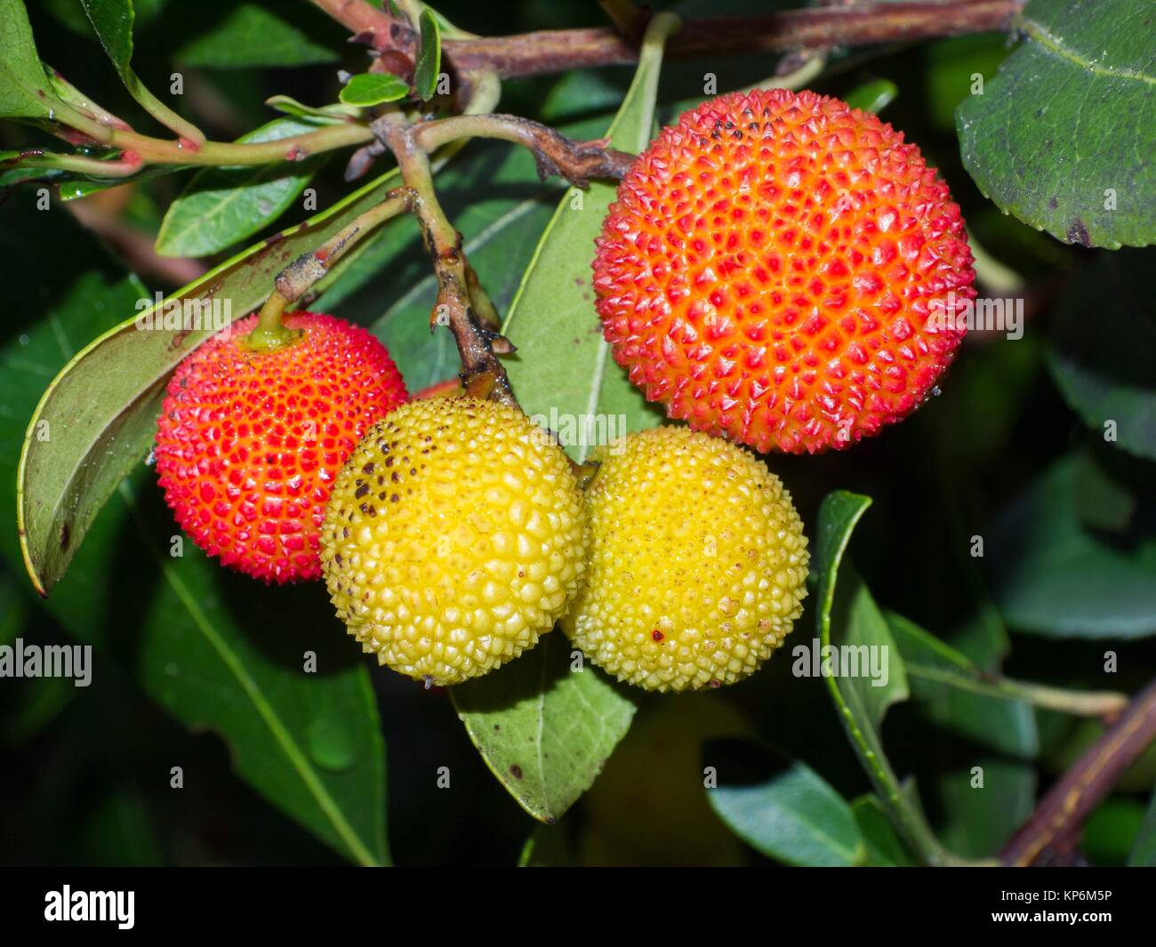 Frutta del corbezzolo immagini e fotografie stock ad alta risoluzione ...