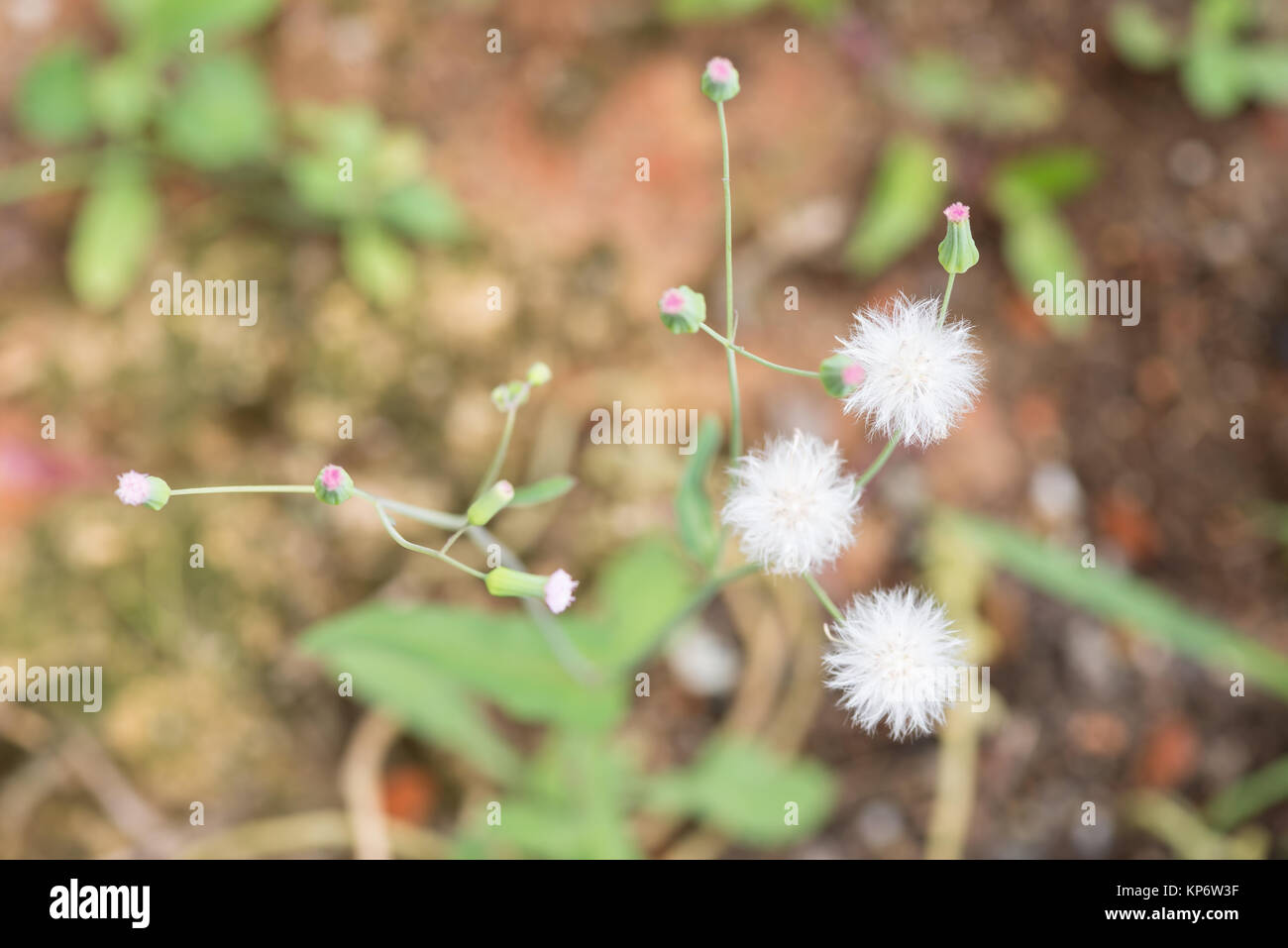 Emilia sonchifolia macro immagini e fotografie stock ad alta ...