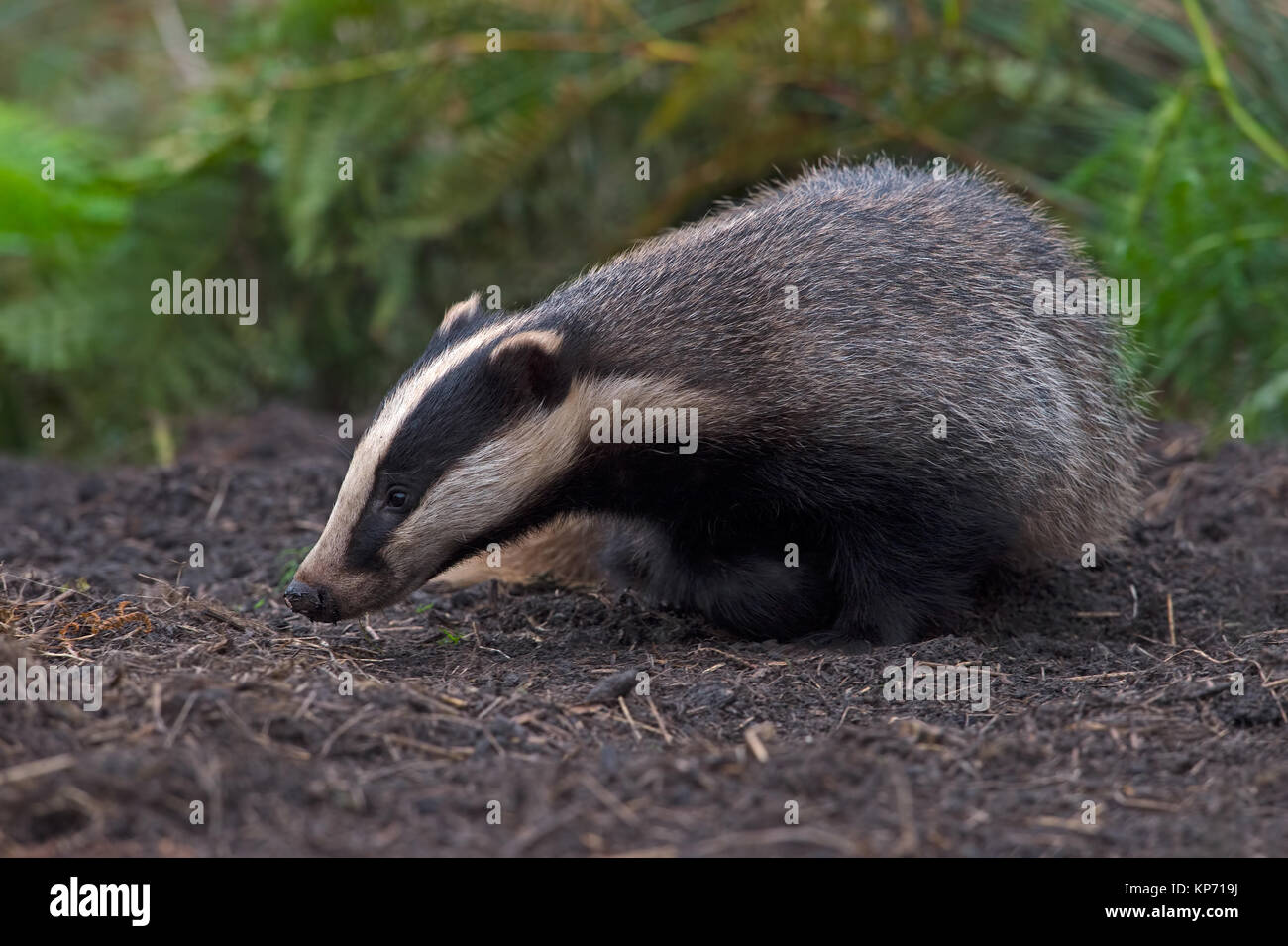 Tasso grasso immagini e fotografie stock ad alta risoluzione - Alamy