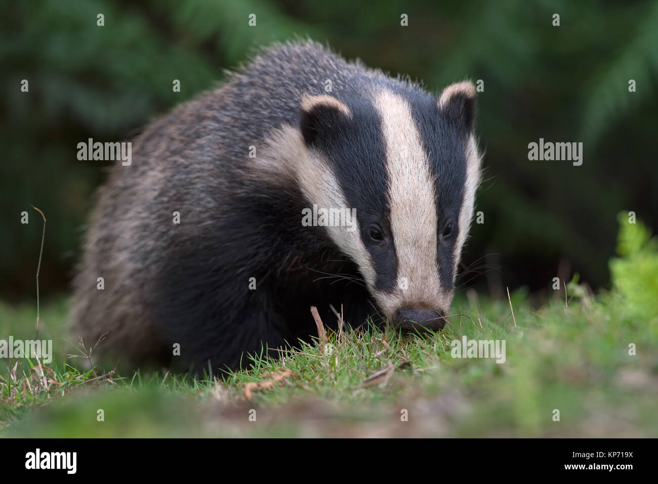 Tasso grasso immagini e fotografie stock ad alta risoluzione - Alamy