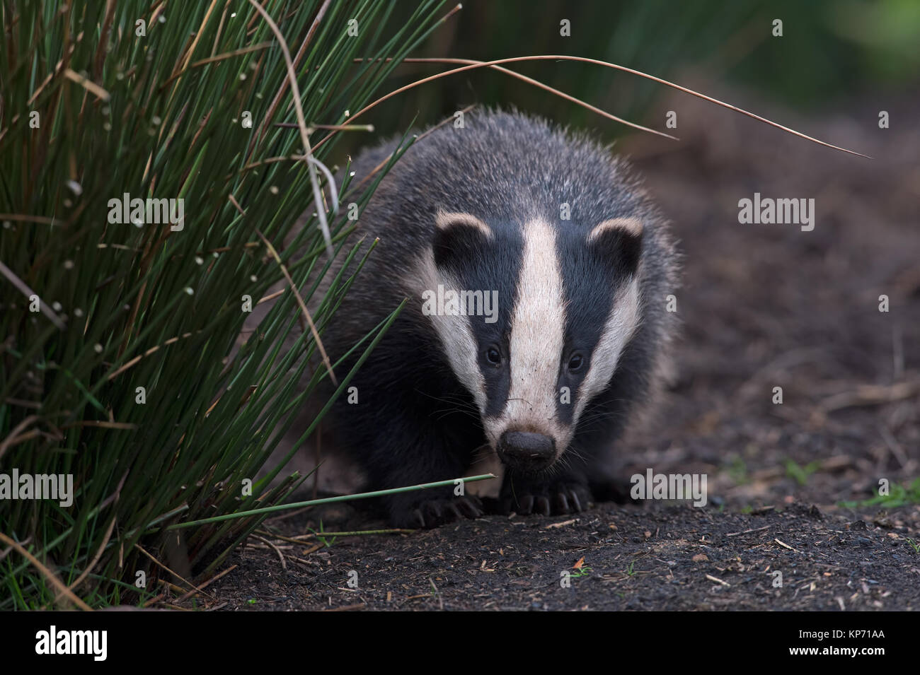 Tasso grasso immagini e fotografie stock ad alta risoluzione - Alamy