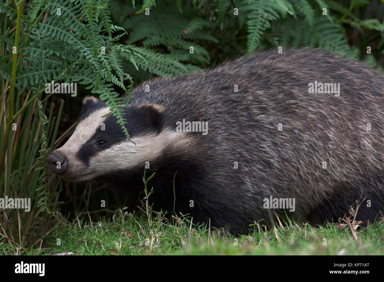 Tasso grasso immagini e fotografie stock ad alta risoluzione - Alamy