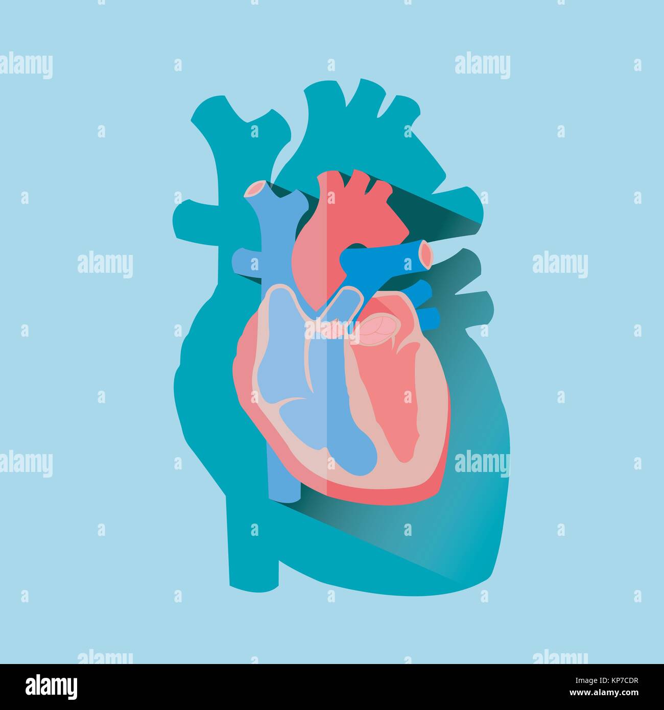 Arco Aortico Immagini Vettoriali Stock - Alamy
