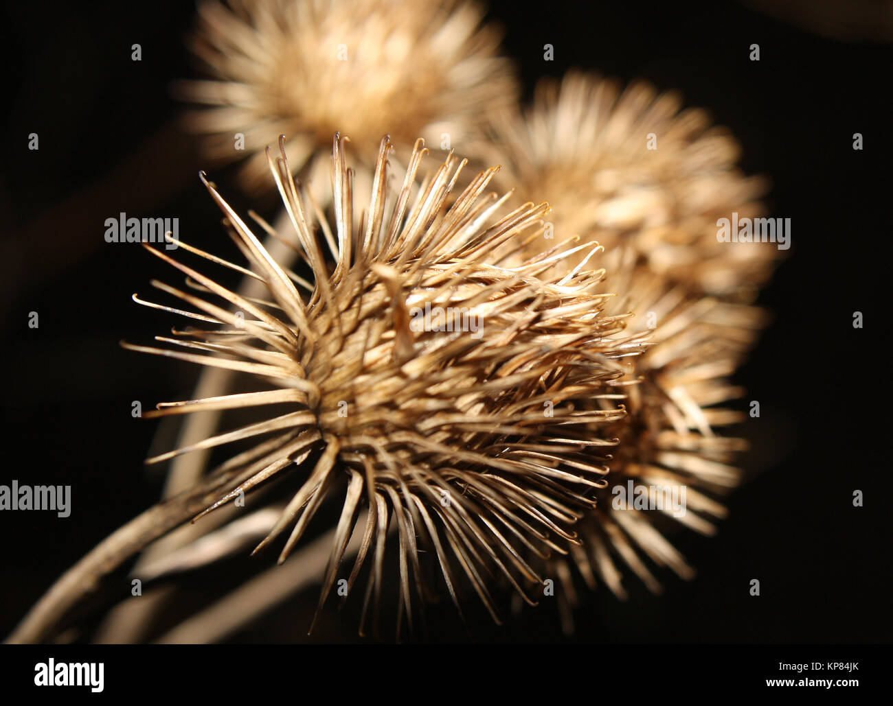 Pianta di velcro immagini e fotografie stock ad alta risoluzione - Alamy