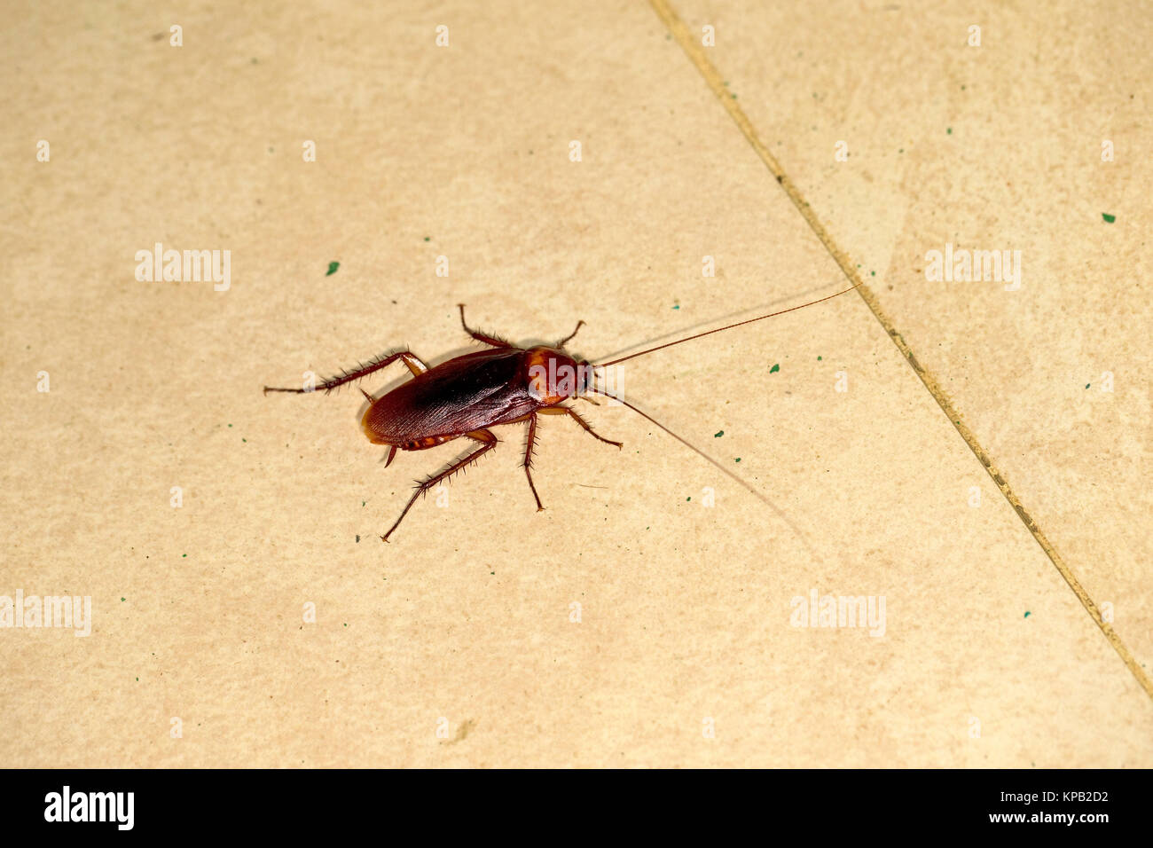 Scarafaggio americano immagini e fotografie stock ad alta risoluzione ...