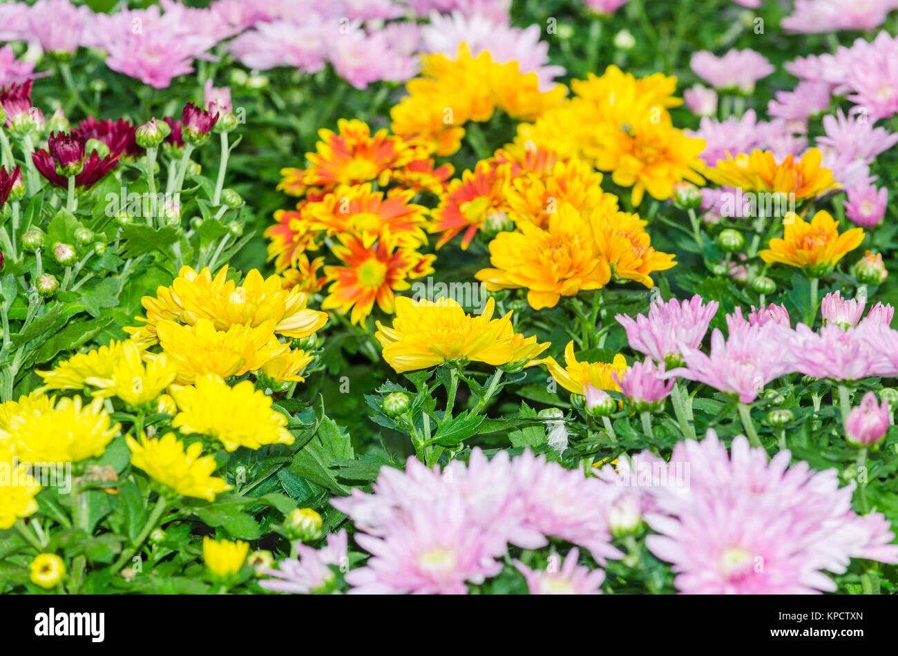 Tipi di fiori immagini e fotografie stock ad alta risoluzione - Alamy