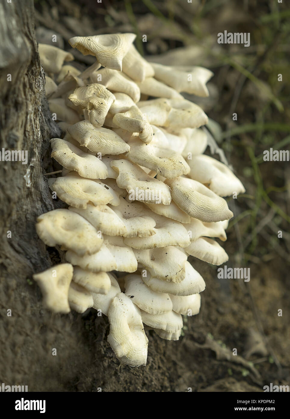 Fungo di ostrica australiano immagini e fotografie stock ad alta ...