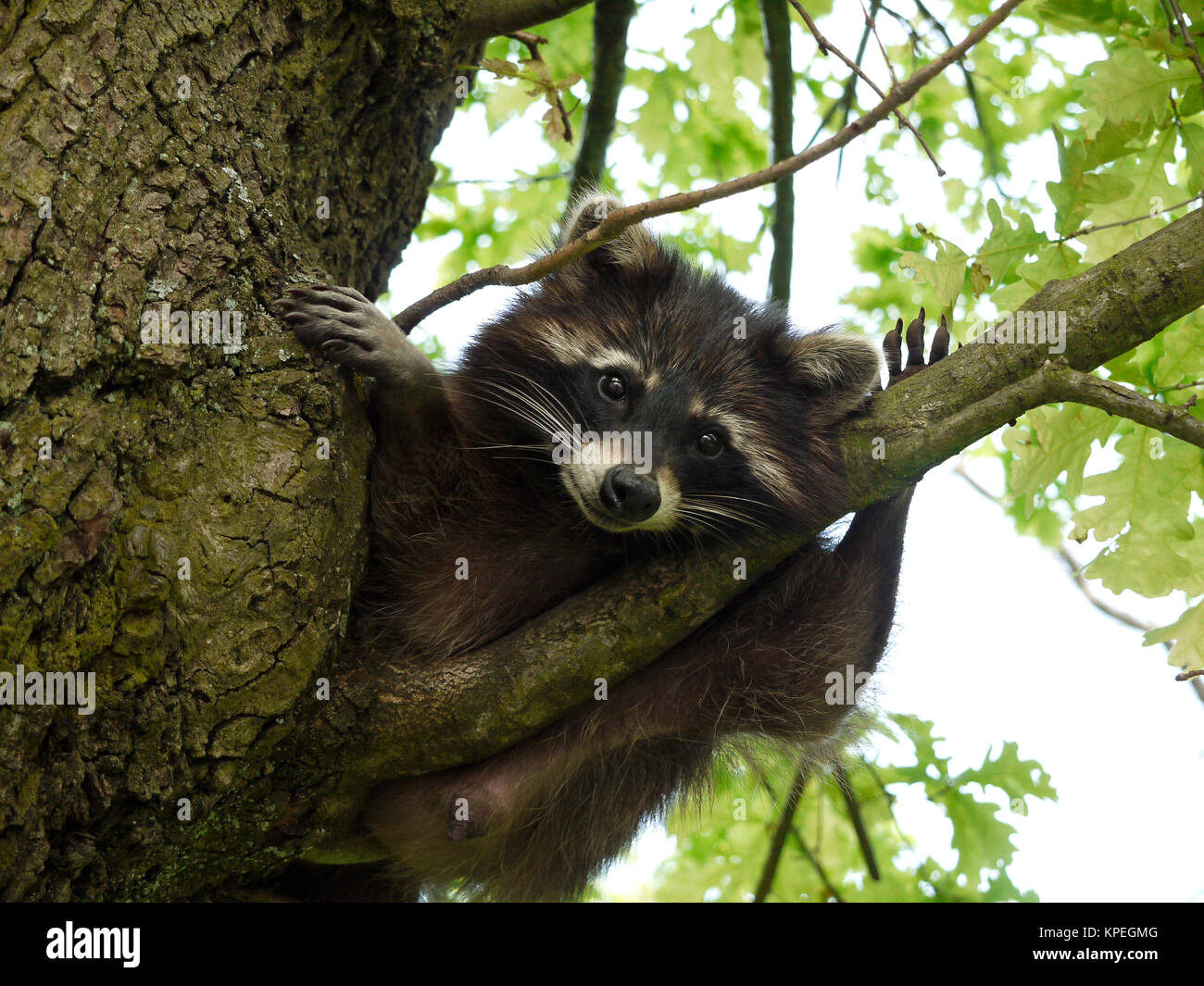 Cane simile a un procione immagini e fotografie stock ad alta ...
