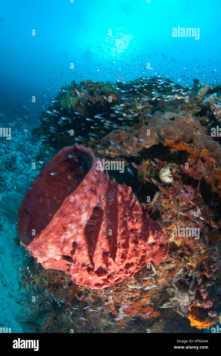 Cilindro grande spugna, Scuba Diving a Tukang Besi/Wakatobi. Arcipelago ...