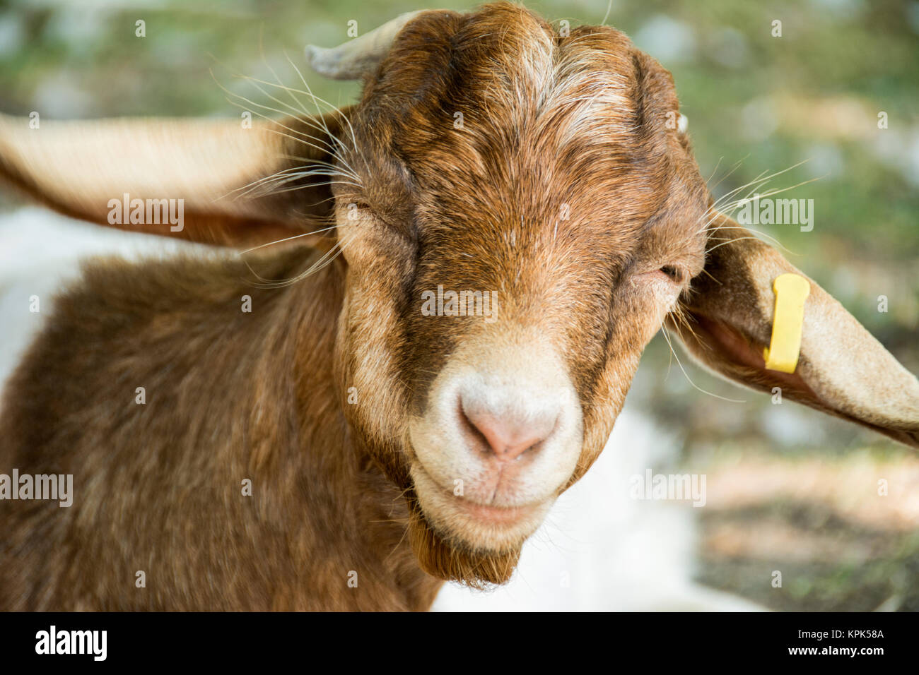 Capre marroni immagini e fotografie stock ad alta risoluzione - Alamy