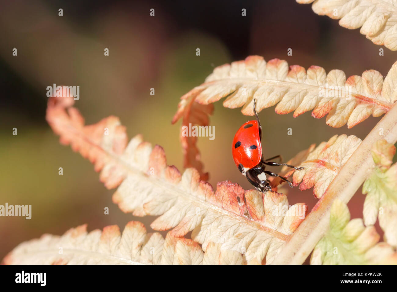 Coccinella Gialla Velenosa Immagini E Fotografie Stock Ad Alta Coccinella Gialla Velenosa Immagini E Fotografie Stock Ad Alta
