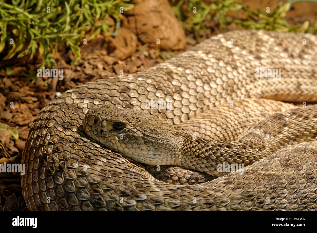 Levantine viper immagini e fotografie stock ad alta risoluzione - Alamy
