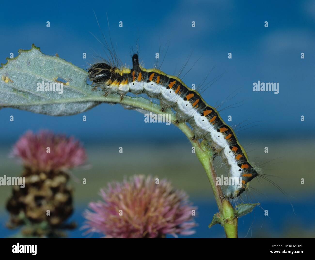 Raupe der Pfeileule, un Salweide fressend, Schmetterling, ein ...