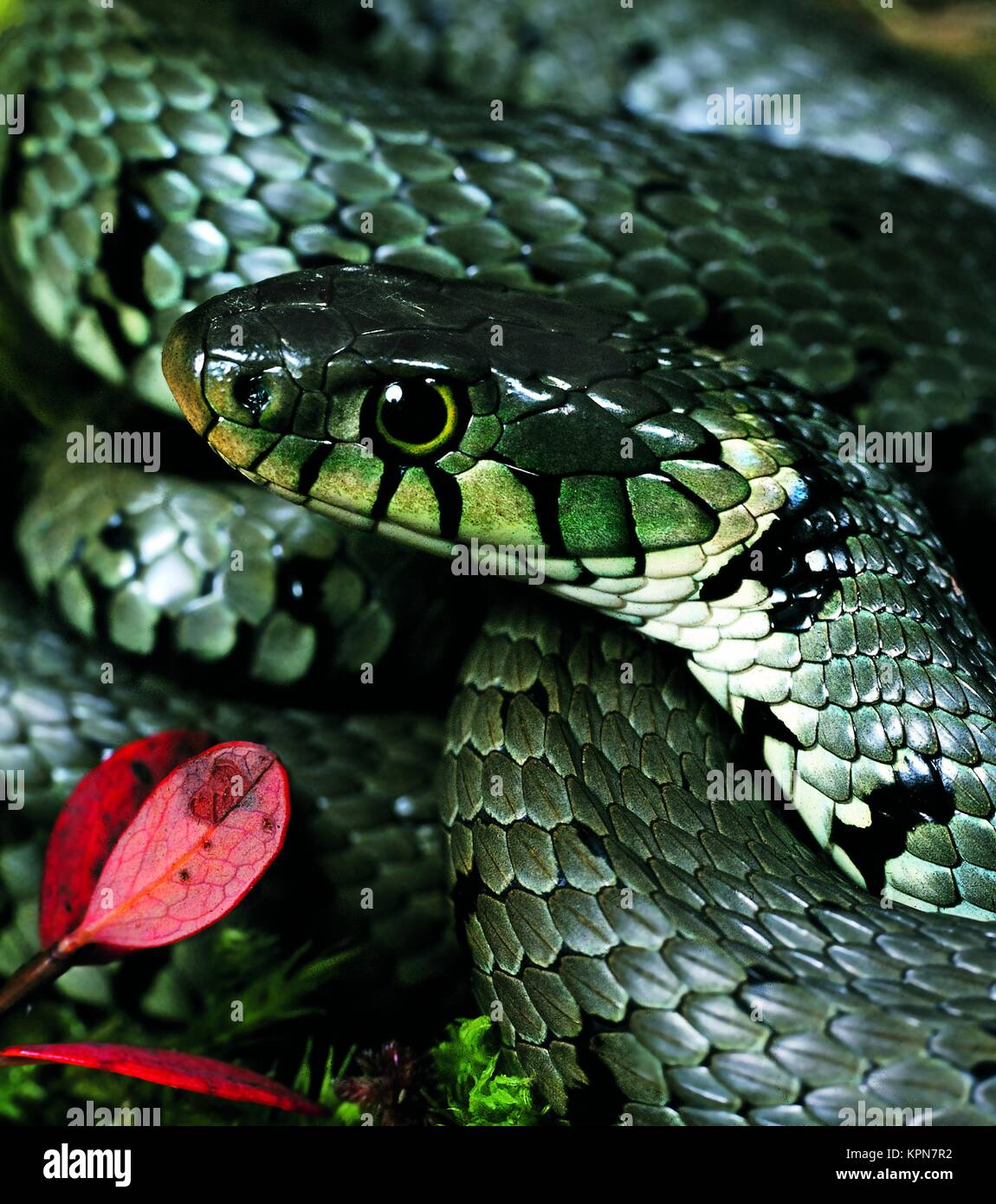Natrix natrix grass snake immagini e fotografie stock ad alta ...
