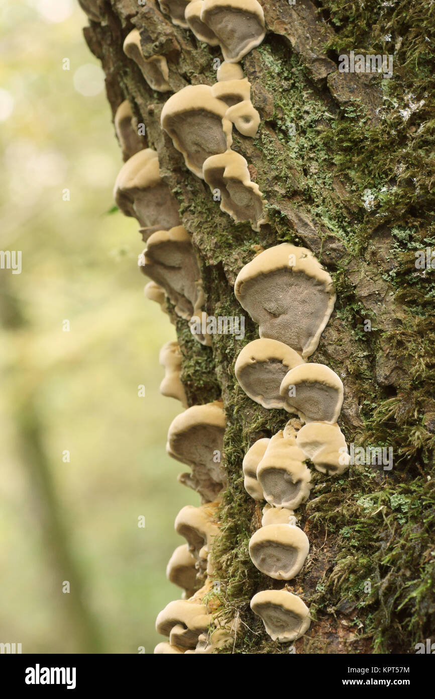 Inonotus radiatus immagini e fotografie stock ad alta risoluzione - Alamy