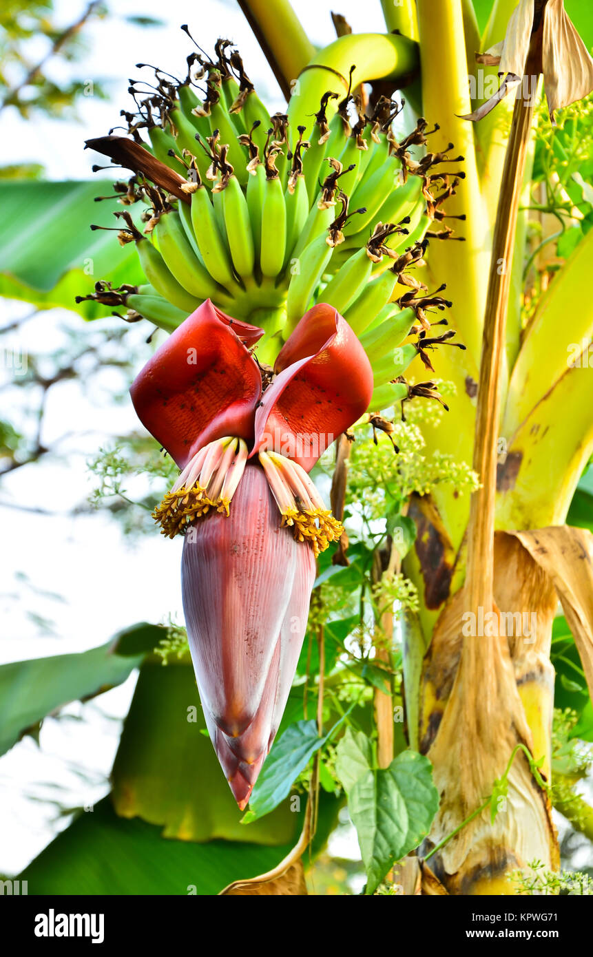 Ciclo del frutto del banano immagini e fotografie stock ad alta ...