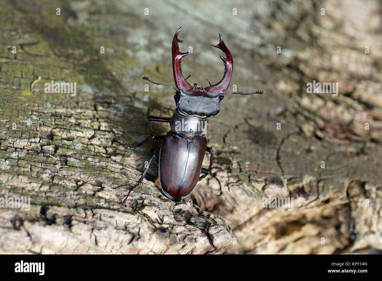 Cervo mordere immagini e fotografie stock ad alta risoluzione - Alamy