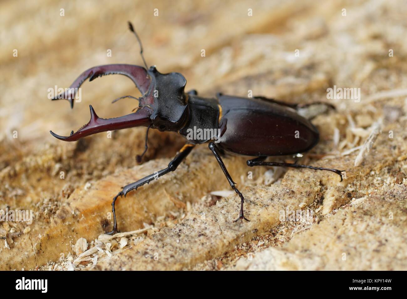Cervo mordere immagini e fotografie stock ad alta risoluzione - Alamy
