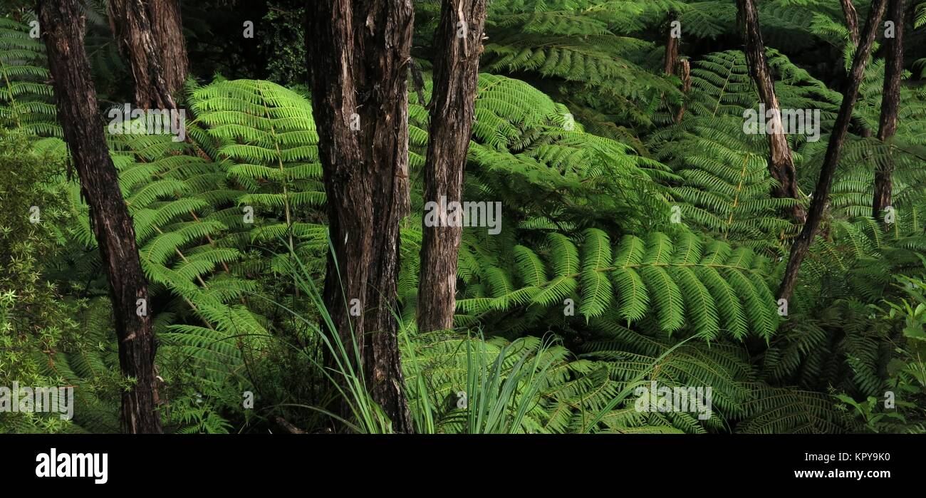 Vista tipica in nz immagini e fotografie stock ad alta risoluzione - Alamy