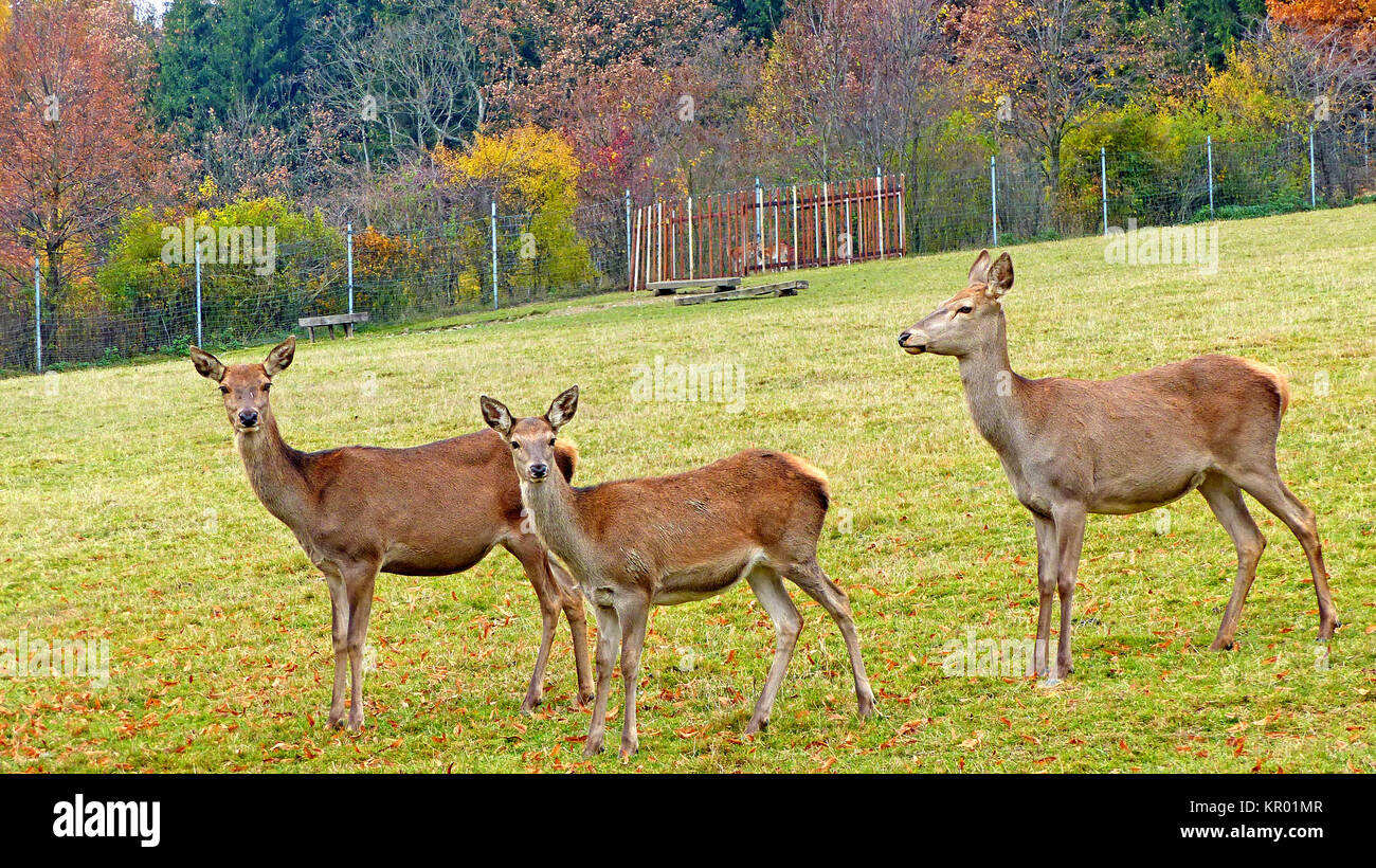 Una pelle di cervo immagini e fotografie stock ad alta risoluzione - Alamy