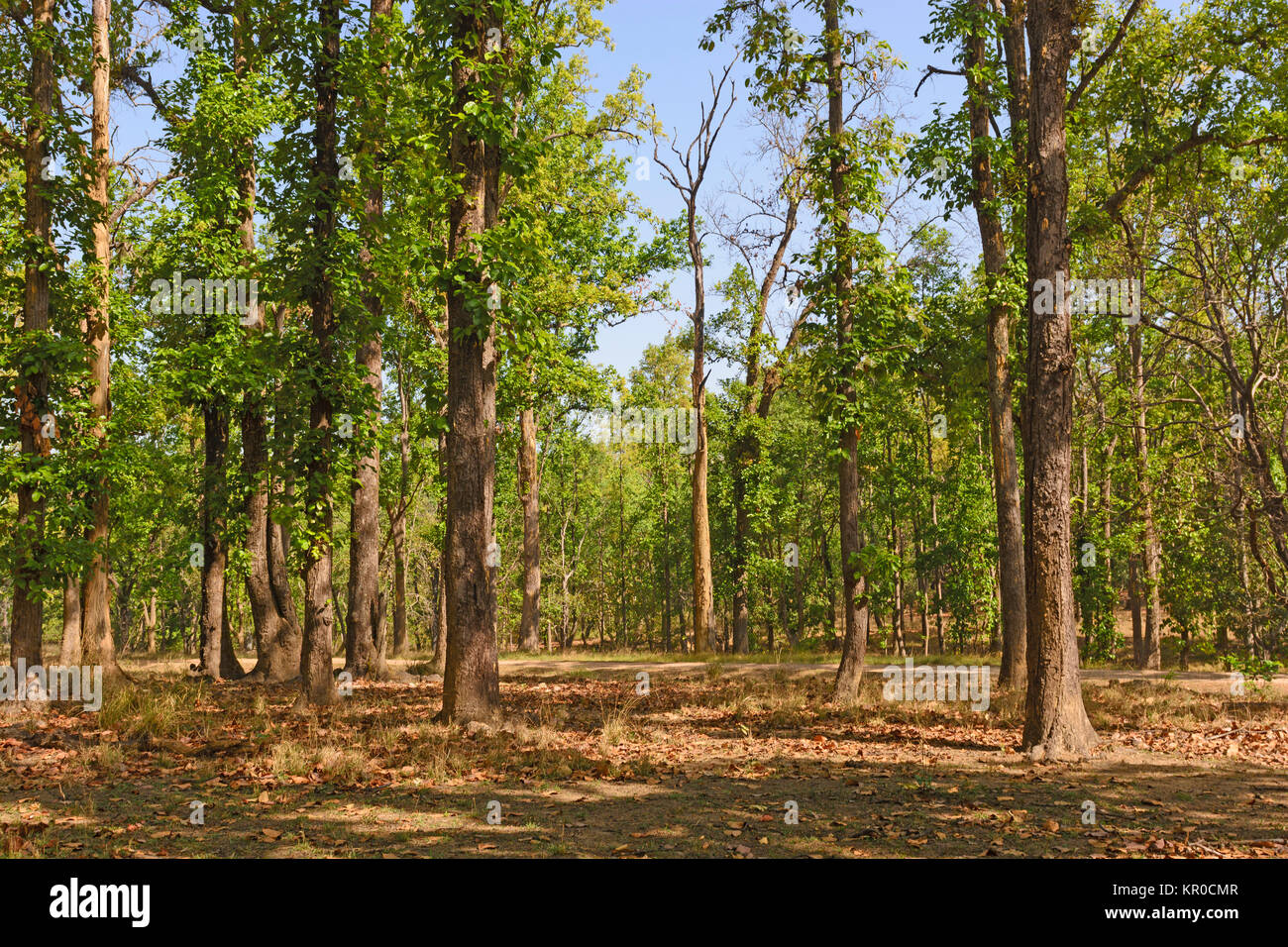 Albero della foresta in india immagini e fotografie stock ad alta ...