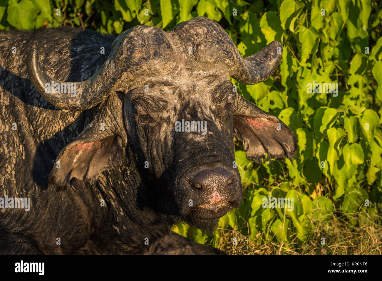 Piegata a testa immagini e fotografie stock ad alta risoluzione - Alamy