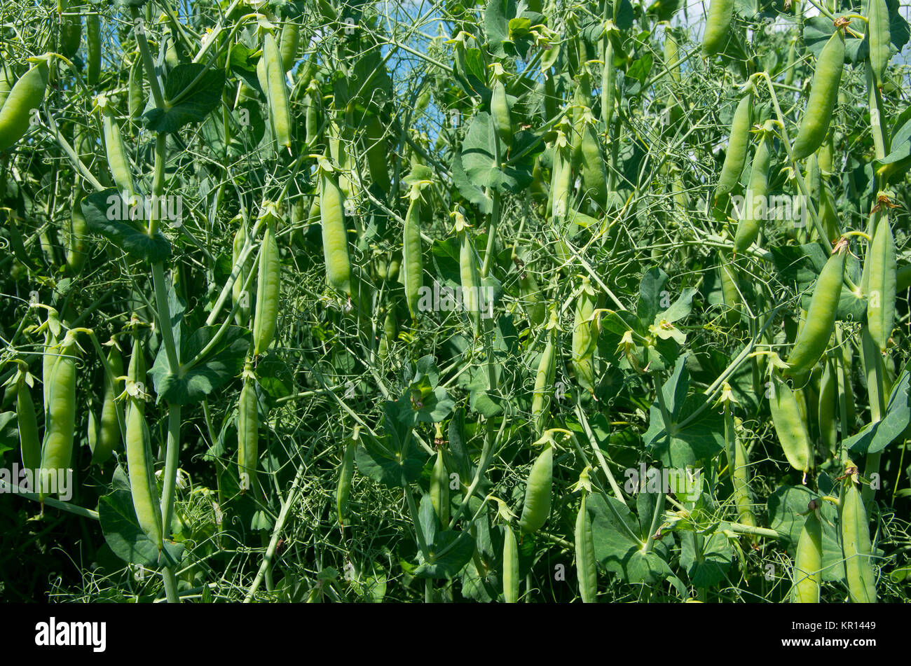 Pianta di piselli immagini e fotografie stock ad alta risoluzione - Alamy