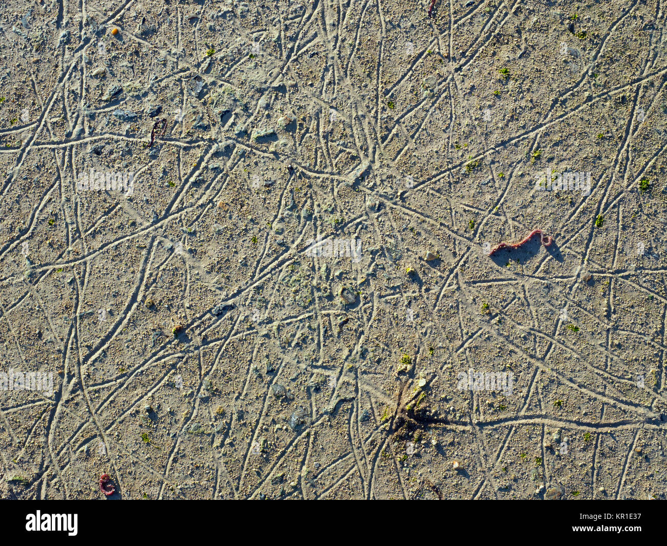 Lombrico segmentato immagini e fotografie stock ad alta risoluzione - Alamy