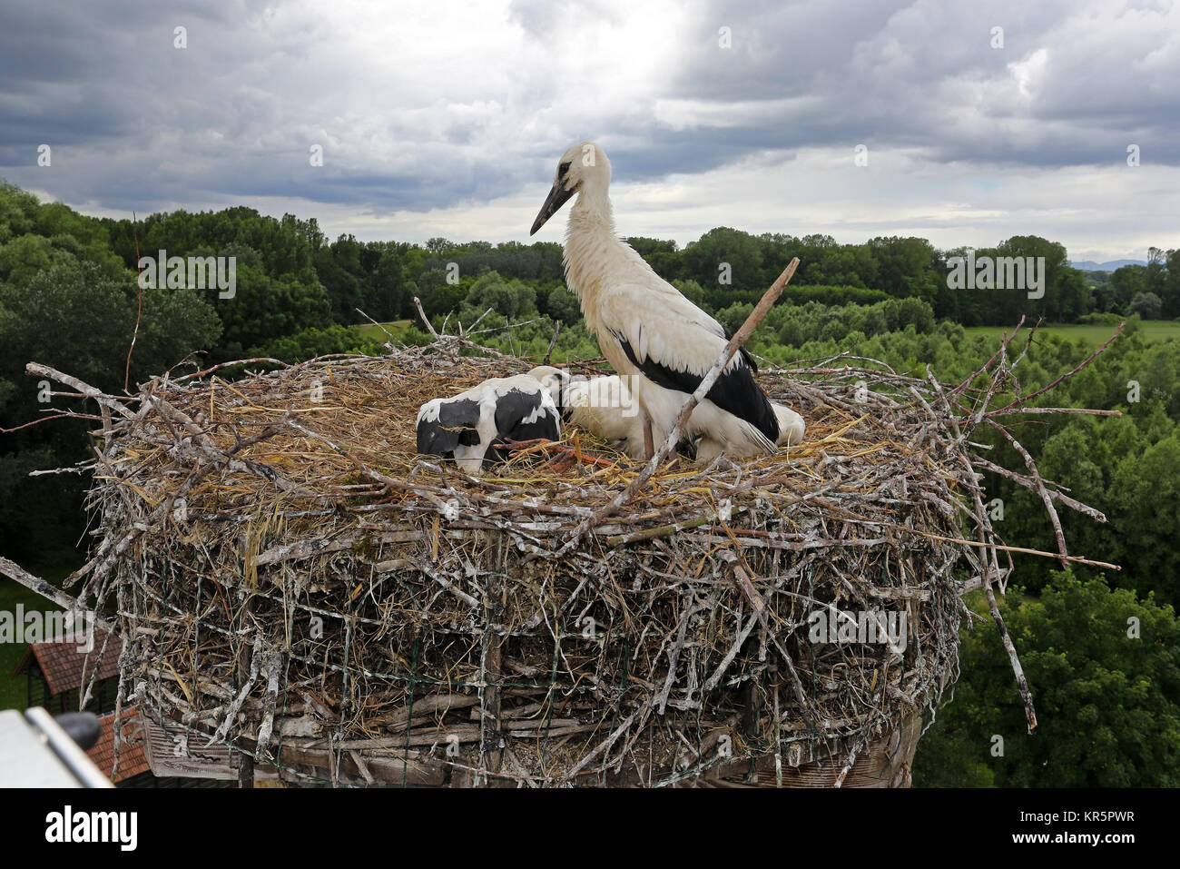 Horst stork immagini e fotografie stock ad alta risoluzione - Alamy