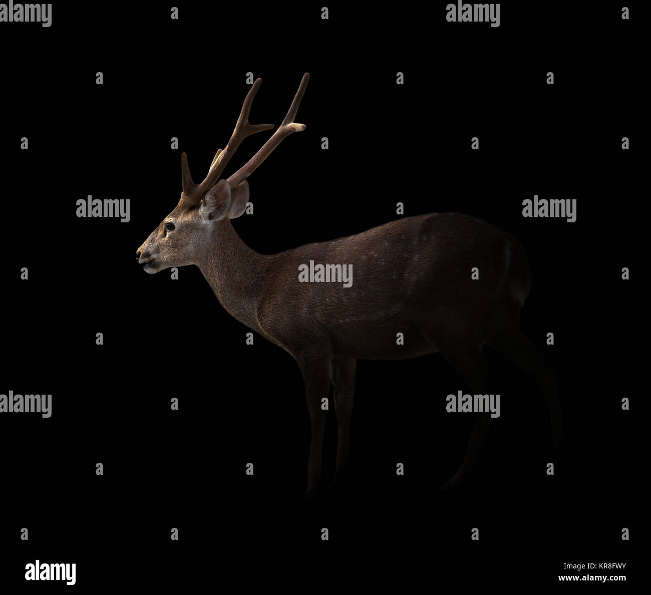 Cervo in sfondo nero immagini e fotografie stock ad alta risoluzione ...