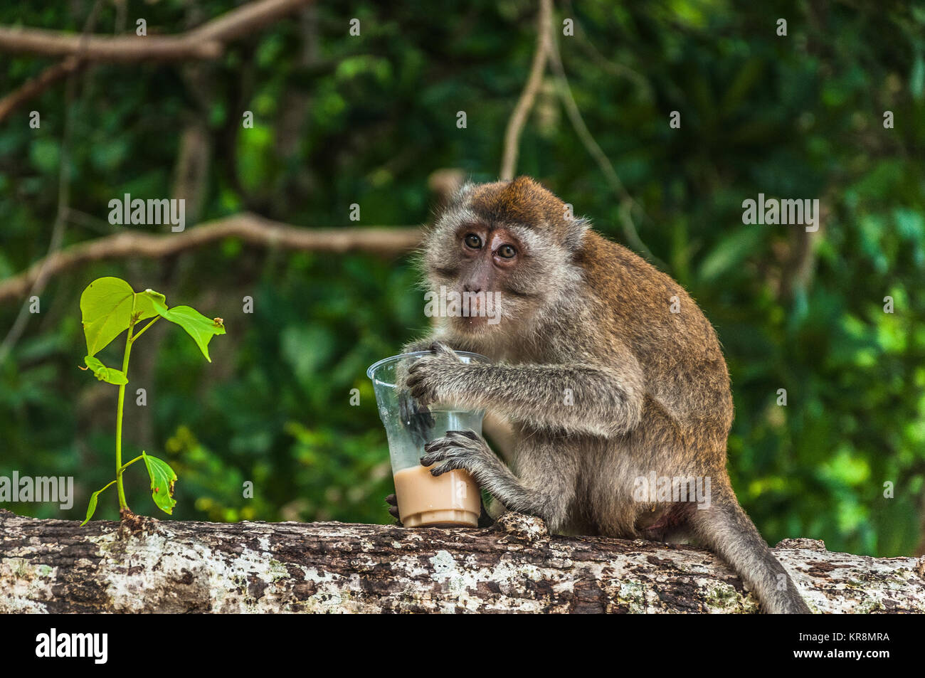 Scimmia Assetata Immagini & Scimmia Assetata Fotos Stock - Alamy