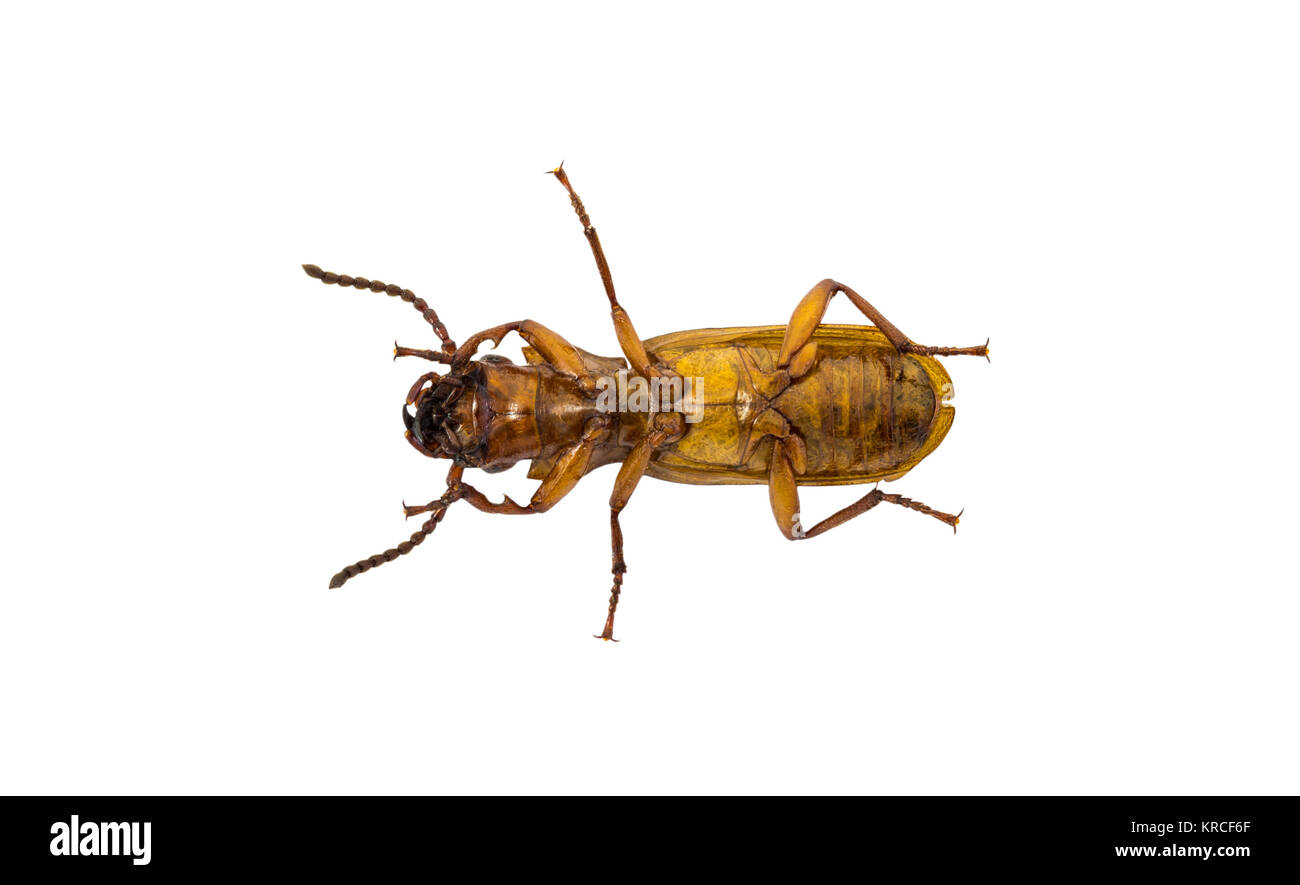 Piccolo insetto verde Immagini senza sfondo e Foto Stock ritagliate - Alamy