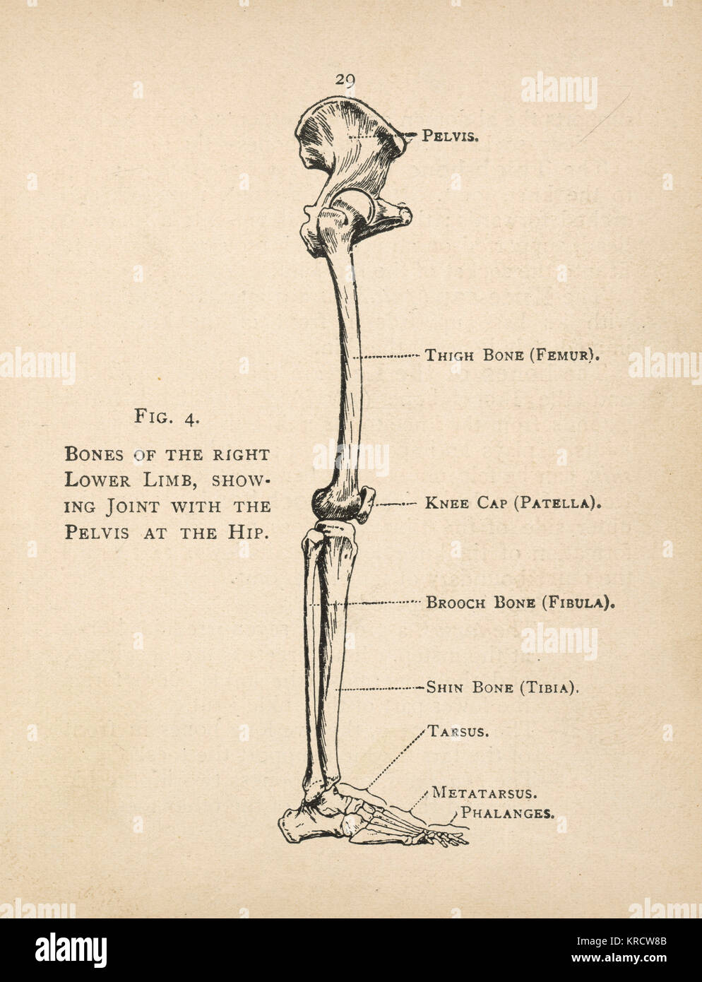 Schema delle ossa della gamba destra, illustrante il giunto con il bacino dell'anca. Data: 1908 ...