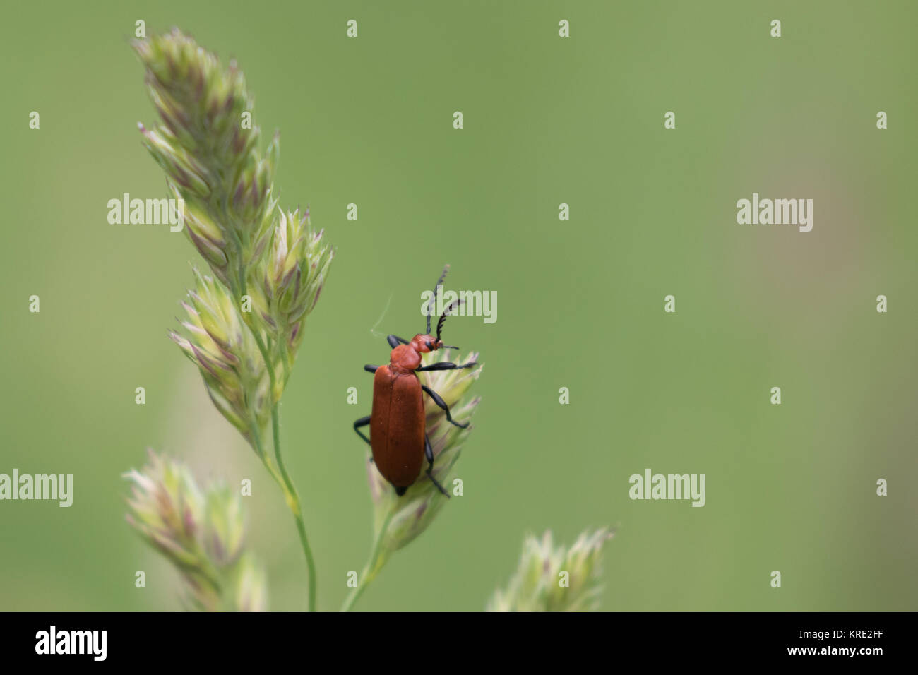 Coleotteri soldato comune immagini e fotografie stock ad alta ...