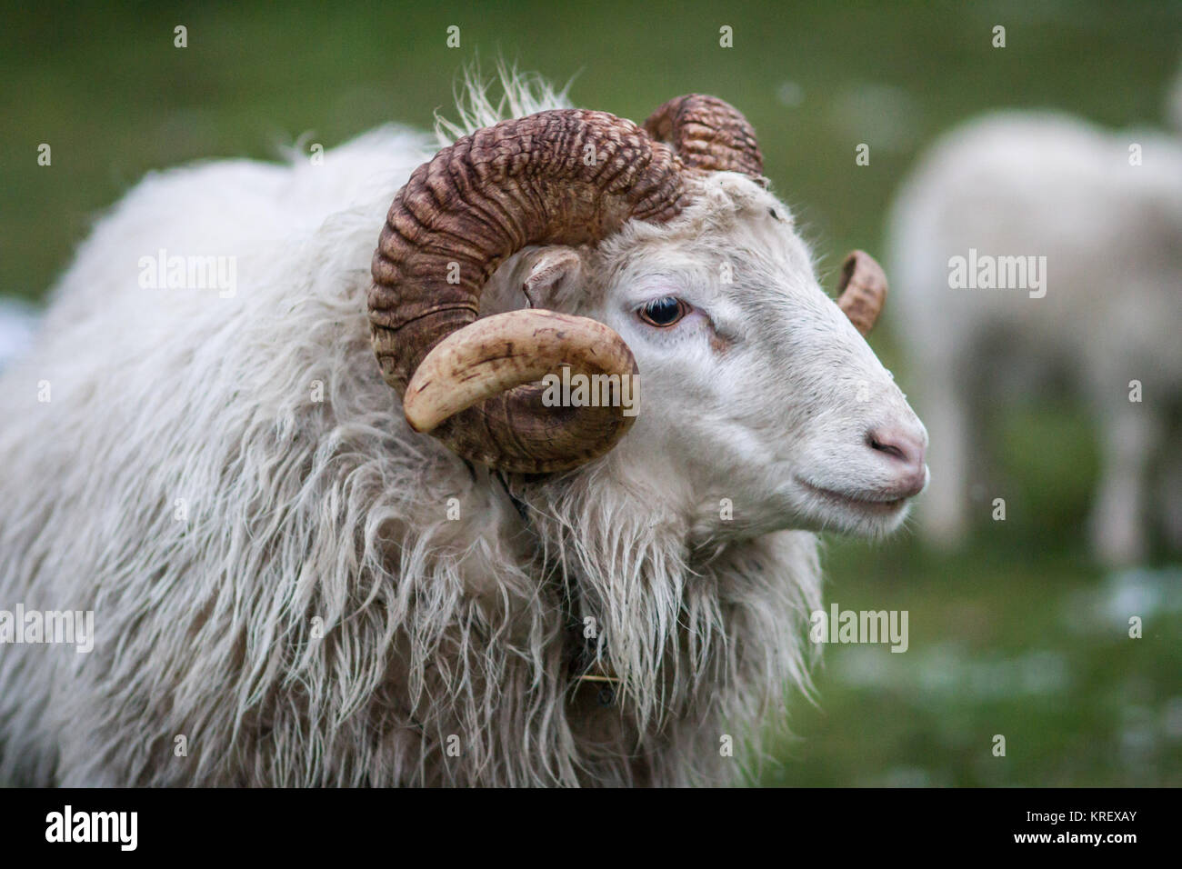Skudde ram immagini e fotografie stock ad alta risoluzione - Alamy