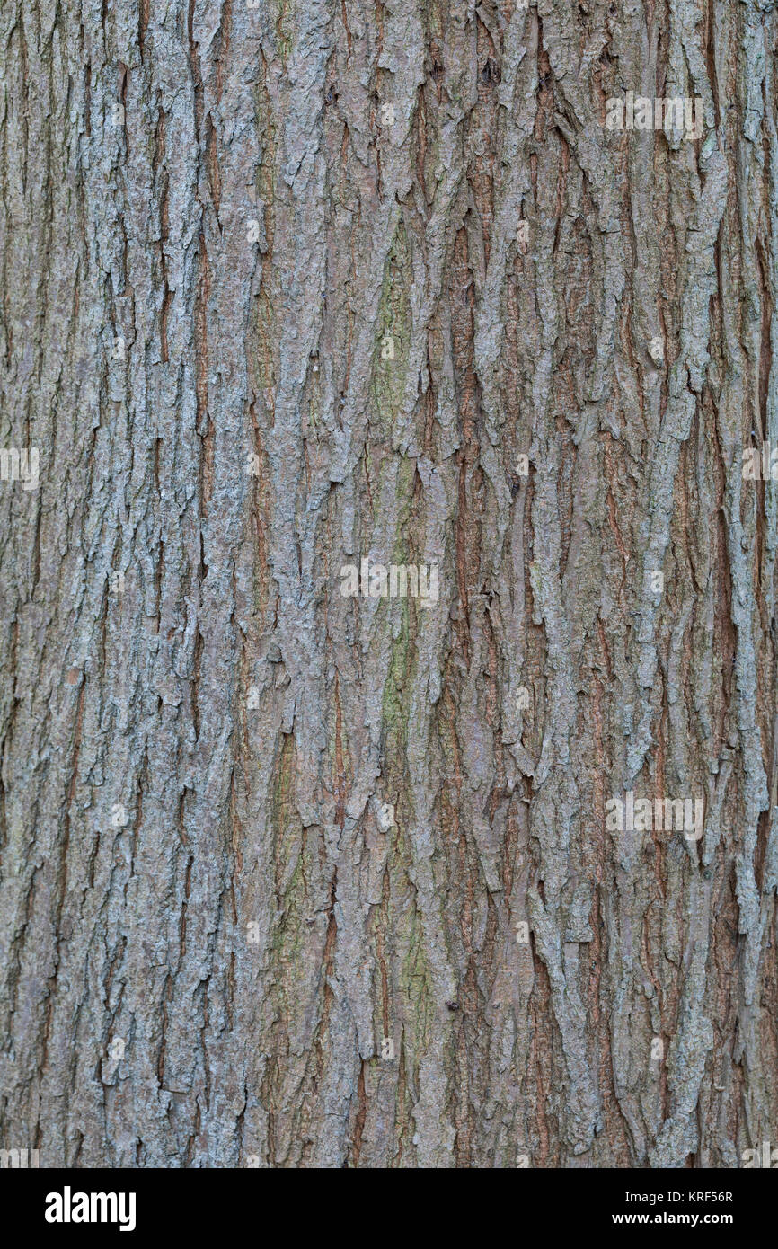 Berg-Ulme, Bergulme, Rinde, Borke, Stamm, Baumstamm, Ulme, Weißrüster ...