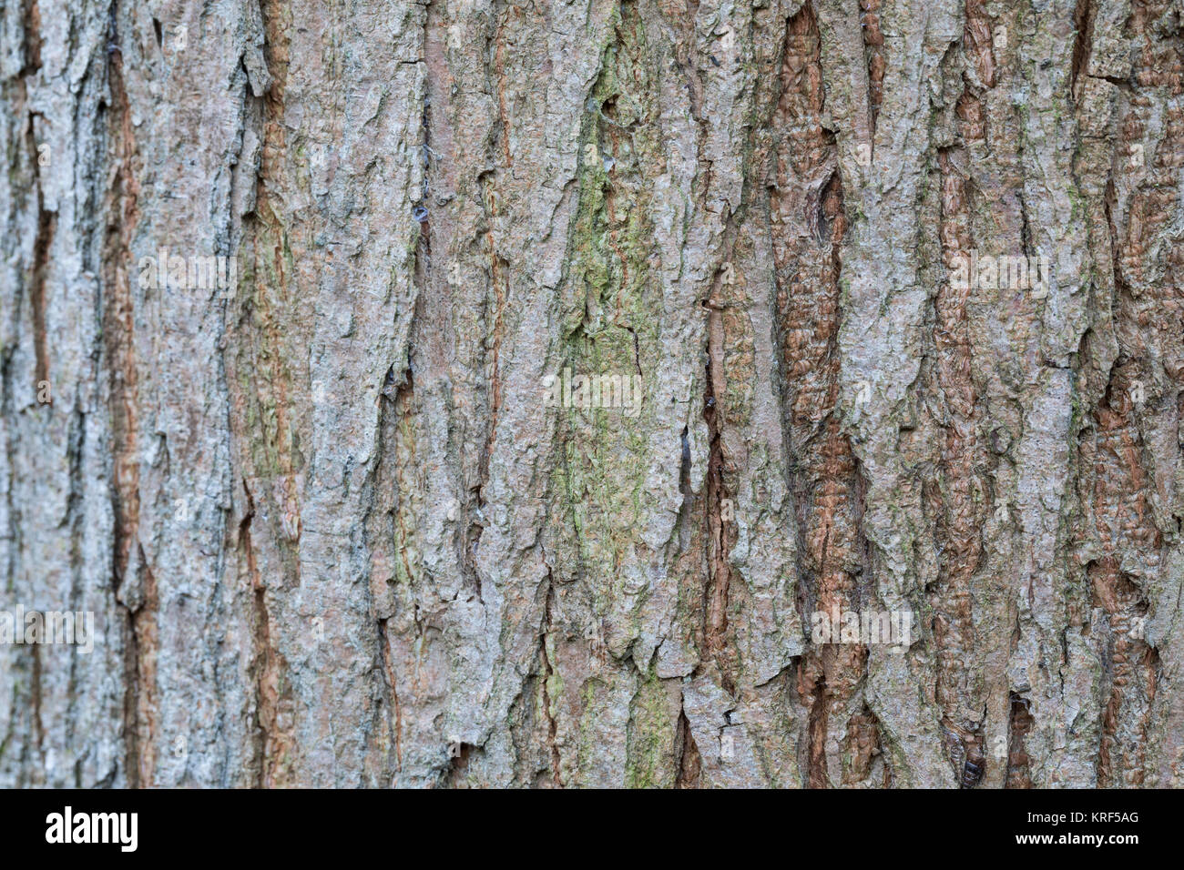 Berg-Ulme, Bergulme, Rinde, Borke, Stamm, Baumstamm, Ulme, Weißrüster ...