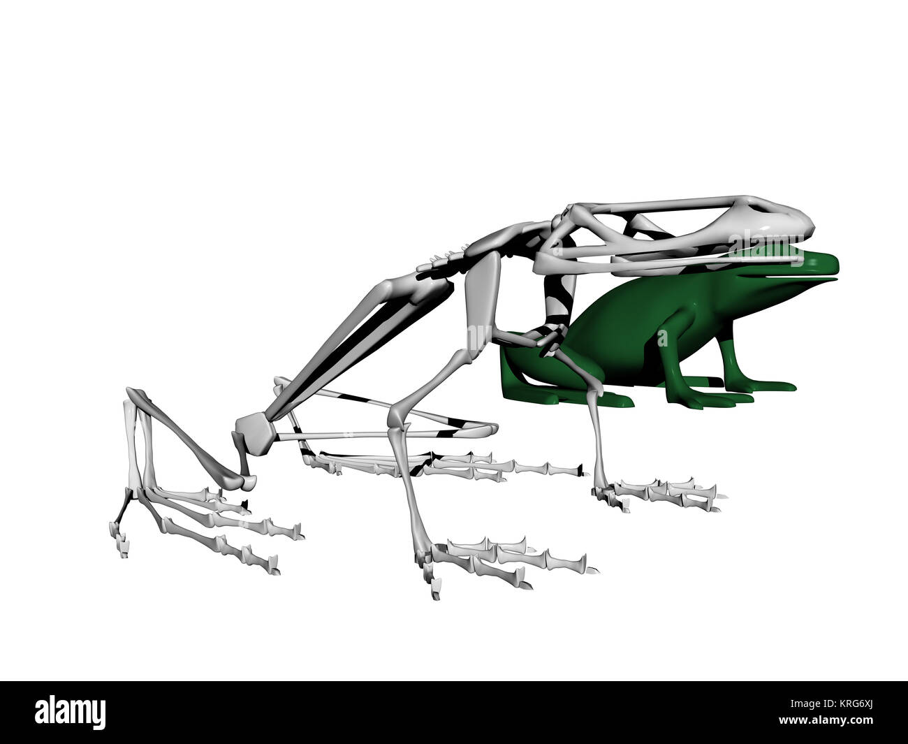 Frog skeleton immagini e fotografie stock ad alta risoluzione - Alamy