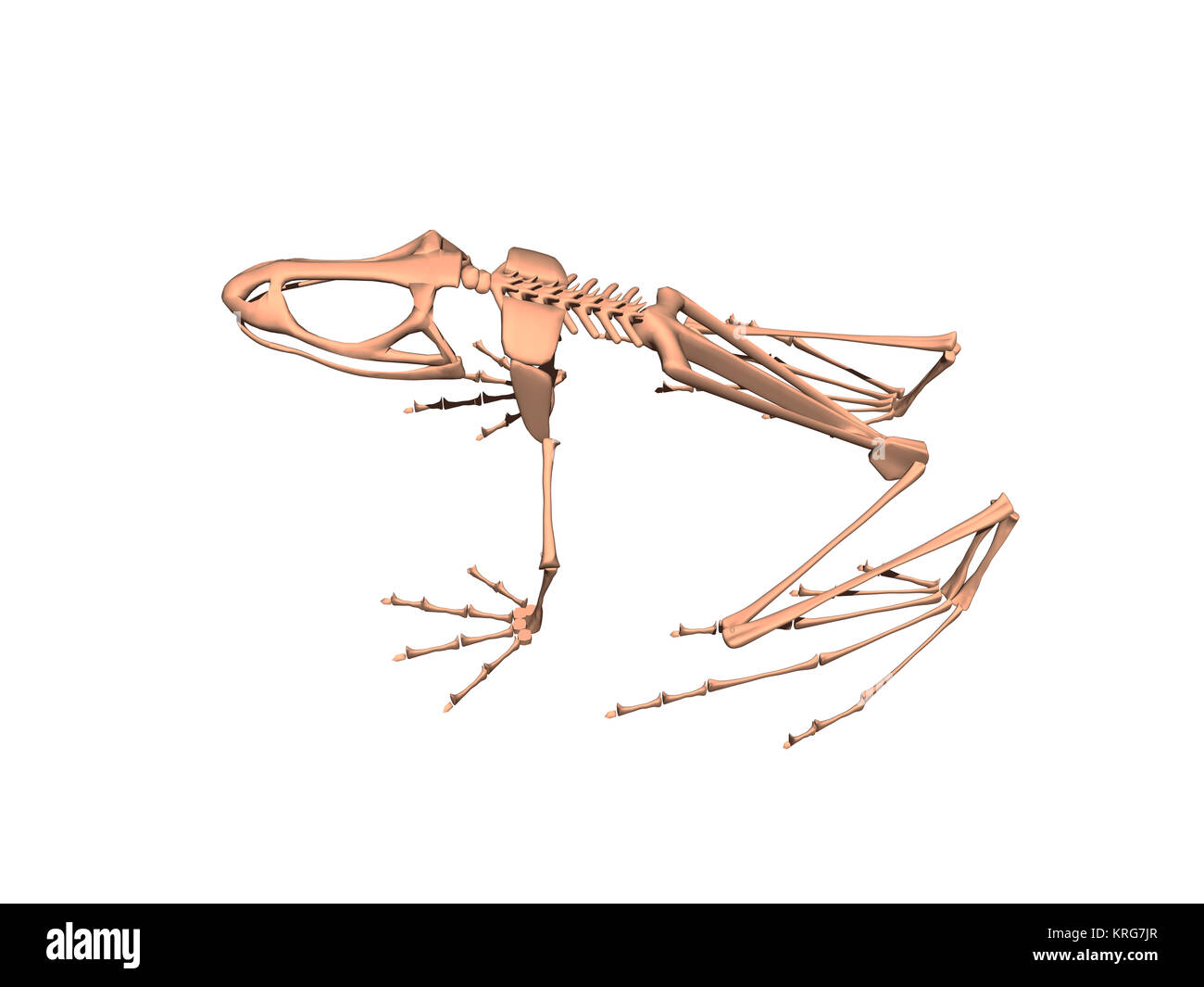 Frog skeleton immagini e fotografie stock ad alta risoluzione - Alamy