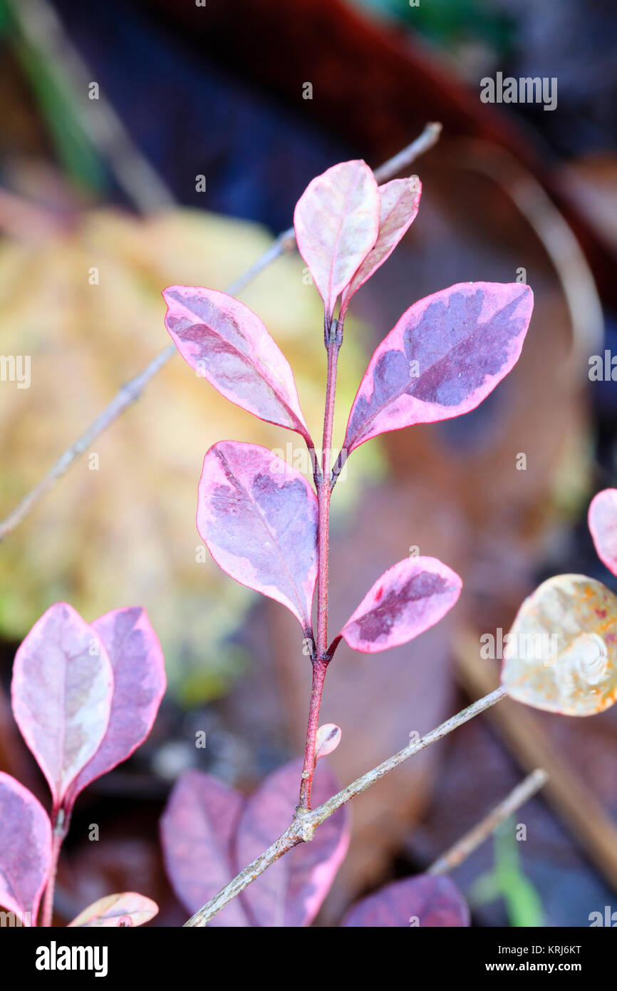 Mirto variegato immagini e fotografie stock ad alta risoluzione - Alamy