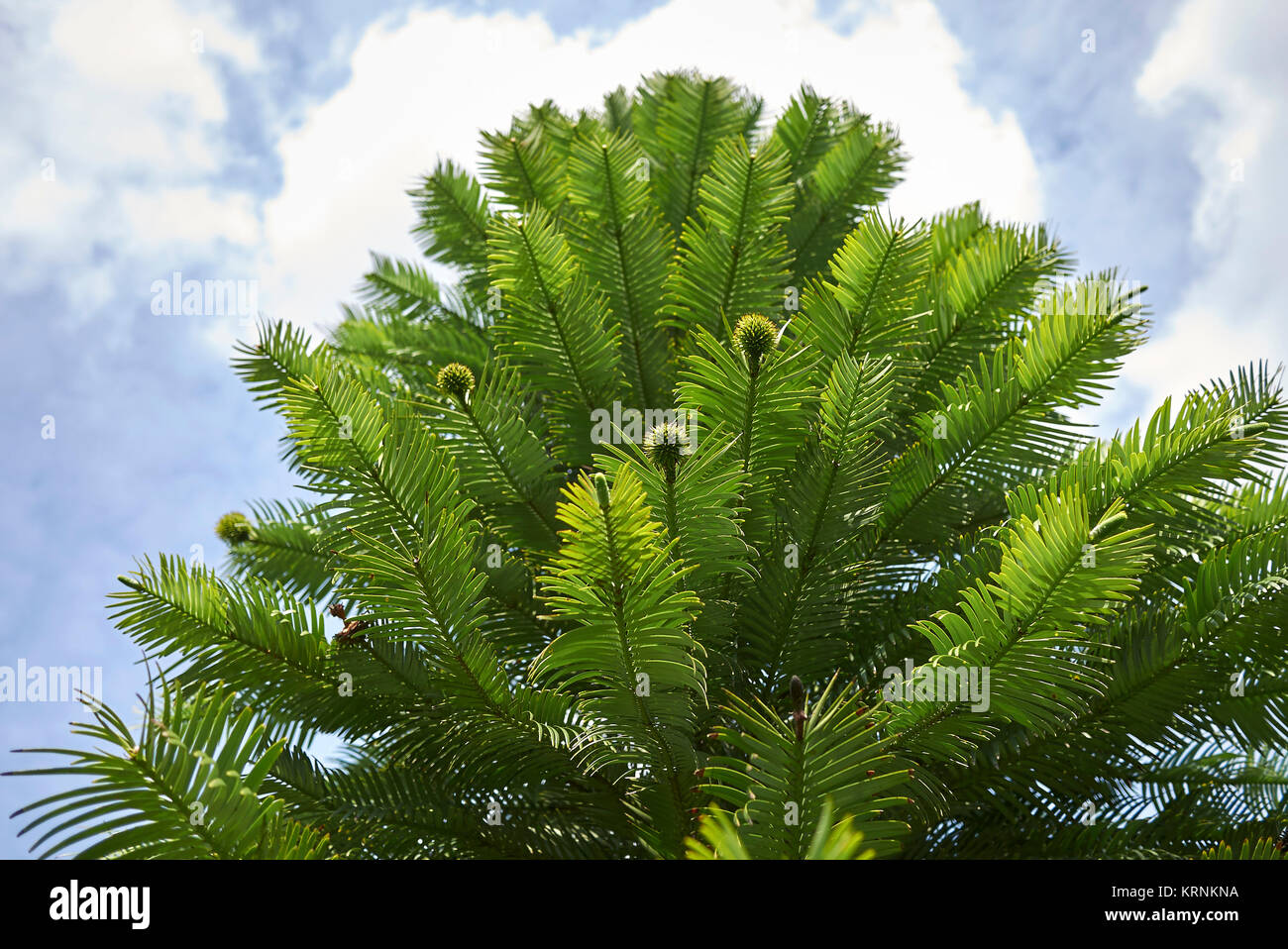 Pianta di wollemia immagini e fotografie stock ad alta risoluzione - Alamy