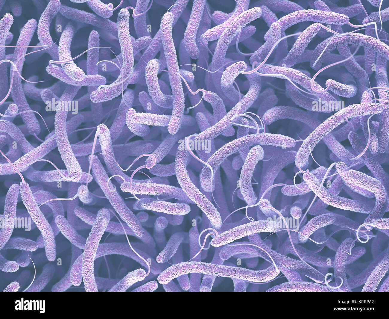 Vibrio cholerae immagini e fotografie stock ad alta risoluzione - Alamy