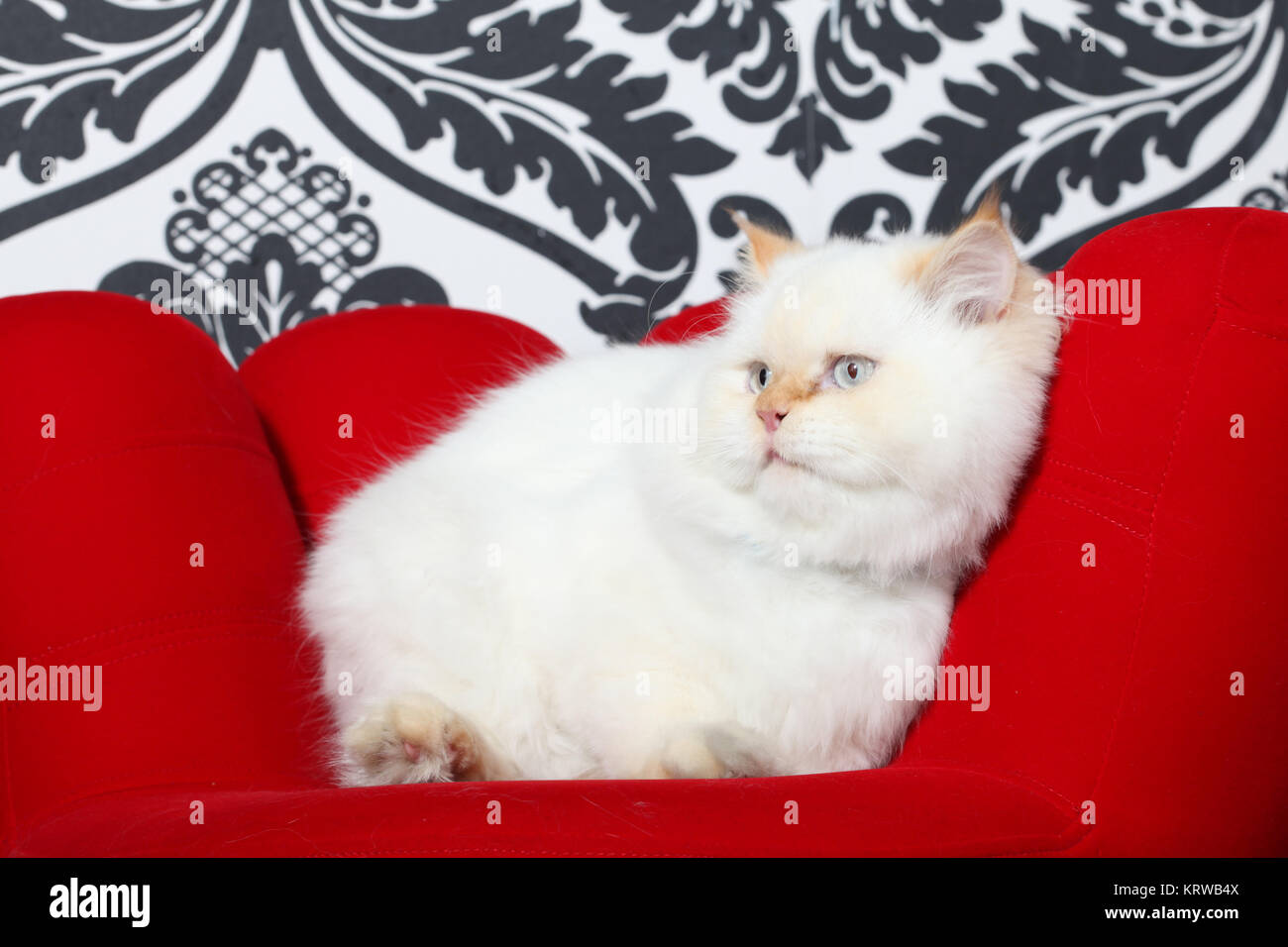 Persian royalty immagini e fotografie stock ad alta risoluzione - Alamy