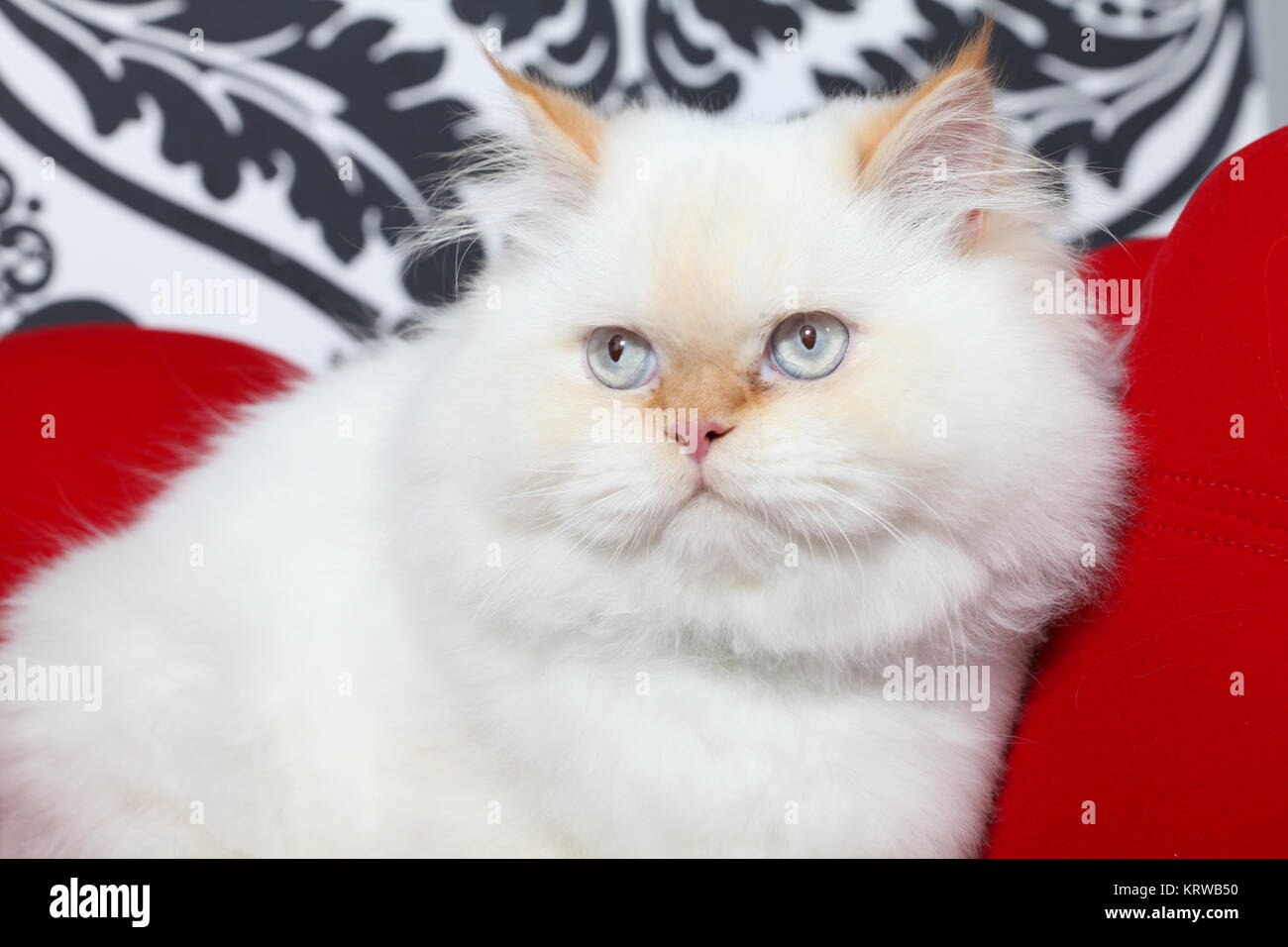 Persian royalty immagini e fotografie stock ad alta risoluzione - Alamy