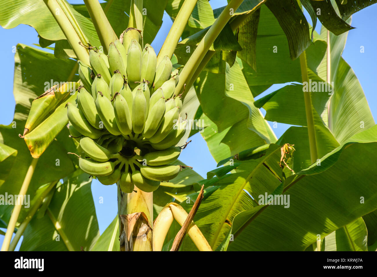 Pianta di banano immagini e fotografie stock ad alta risoluzione - Alamy