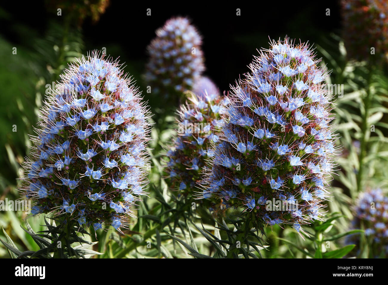 Echium echium spec immagini e fotografie stock ad alta risoluzione - Alamy