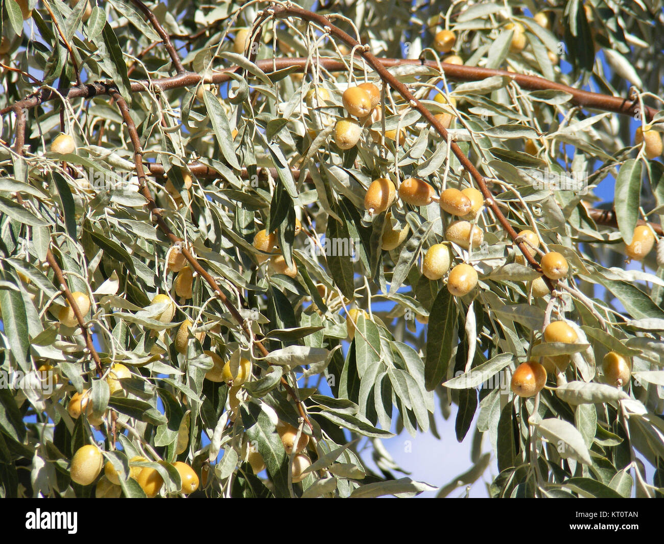 Eleagnus angustifolia immagini e fotografie stock ad alta risoluzione ...